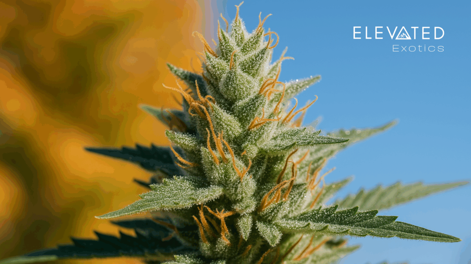 Best THC Edibles in Michigan to Try | Top Picks